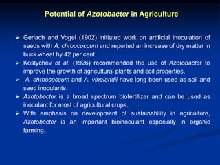 azotobacter-as-biofertilizer.ppt