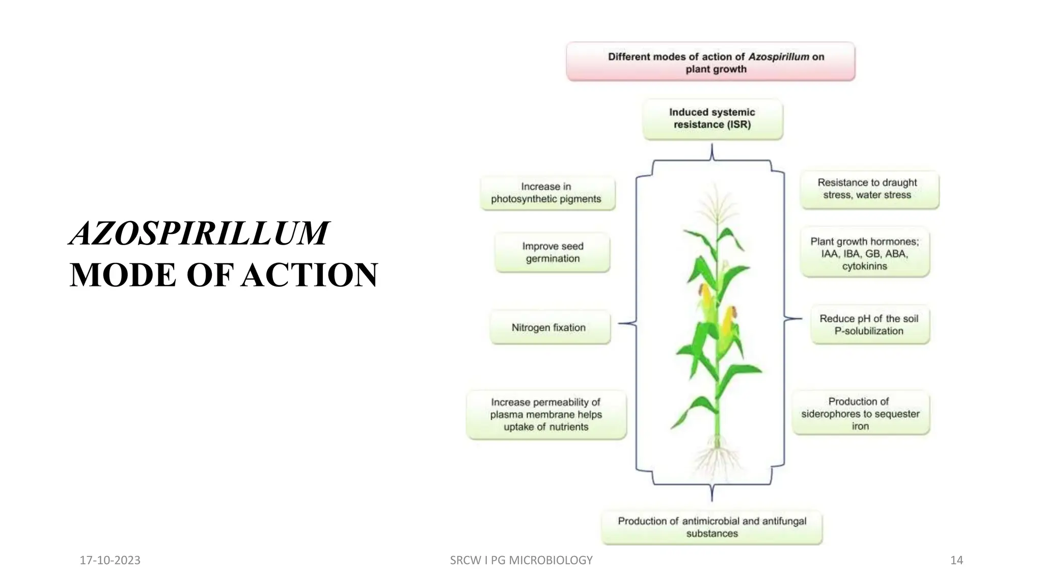 AZOTOBACTER & AZOSPIRIILUM.pptx
