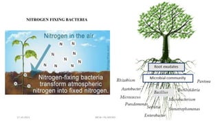 AZOTOBACTER & AZOSPIRIILUM.pptx | Agriculture | Industries