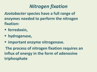 Azotobacter Nitrogen Fixation