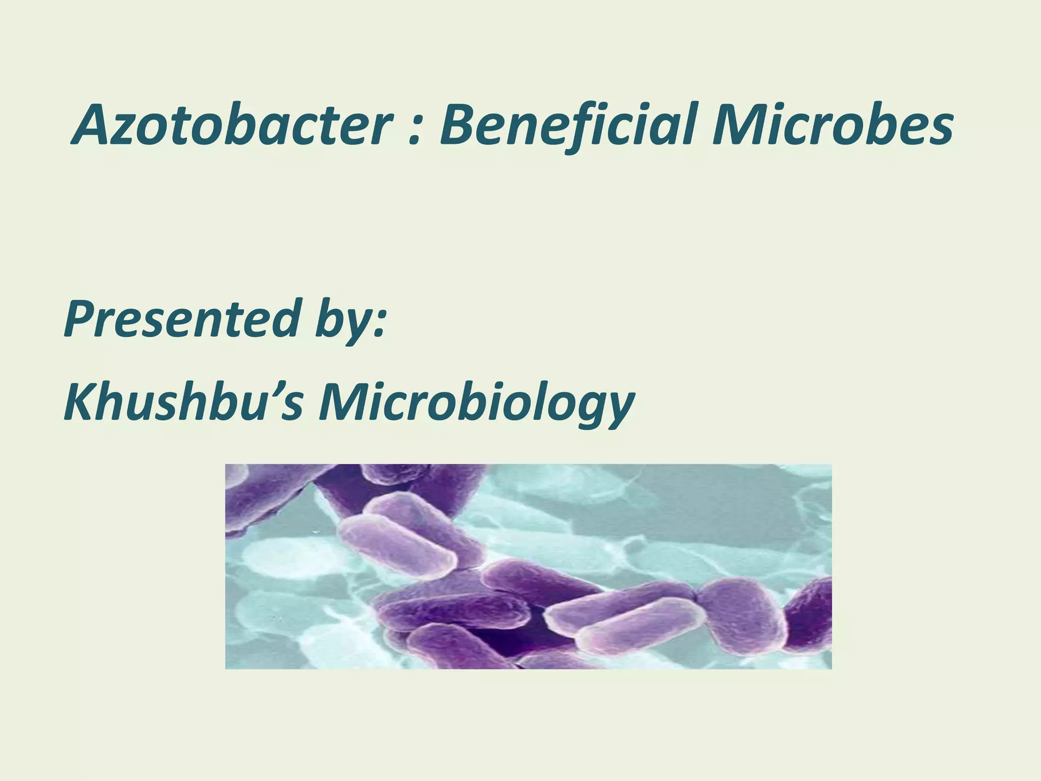 Azotobacter: Beneficial Microbes.pptx