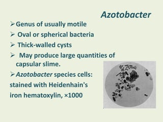 Azotobacter: Beneficial Microbes.pptx