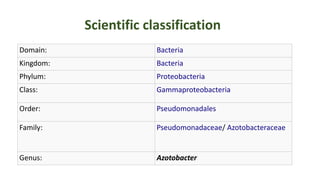 azotobacter .pptx