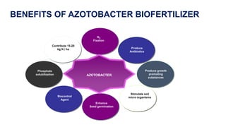 azotobacter .pptx
