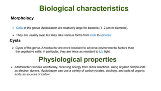 azotobacter .pptx