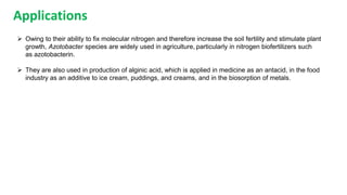 azotobacter .pptx