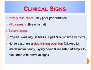 Equine AZOTURIA/ tying up/ rhabdomyolysis.pptx
