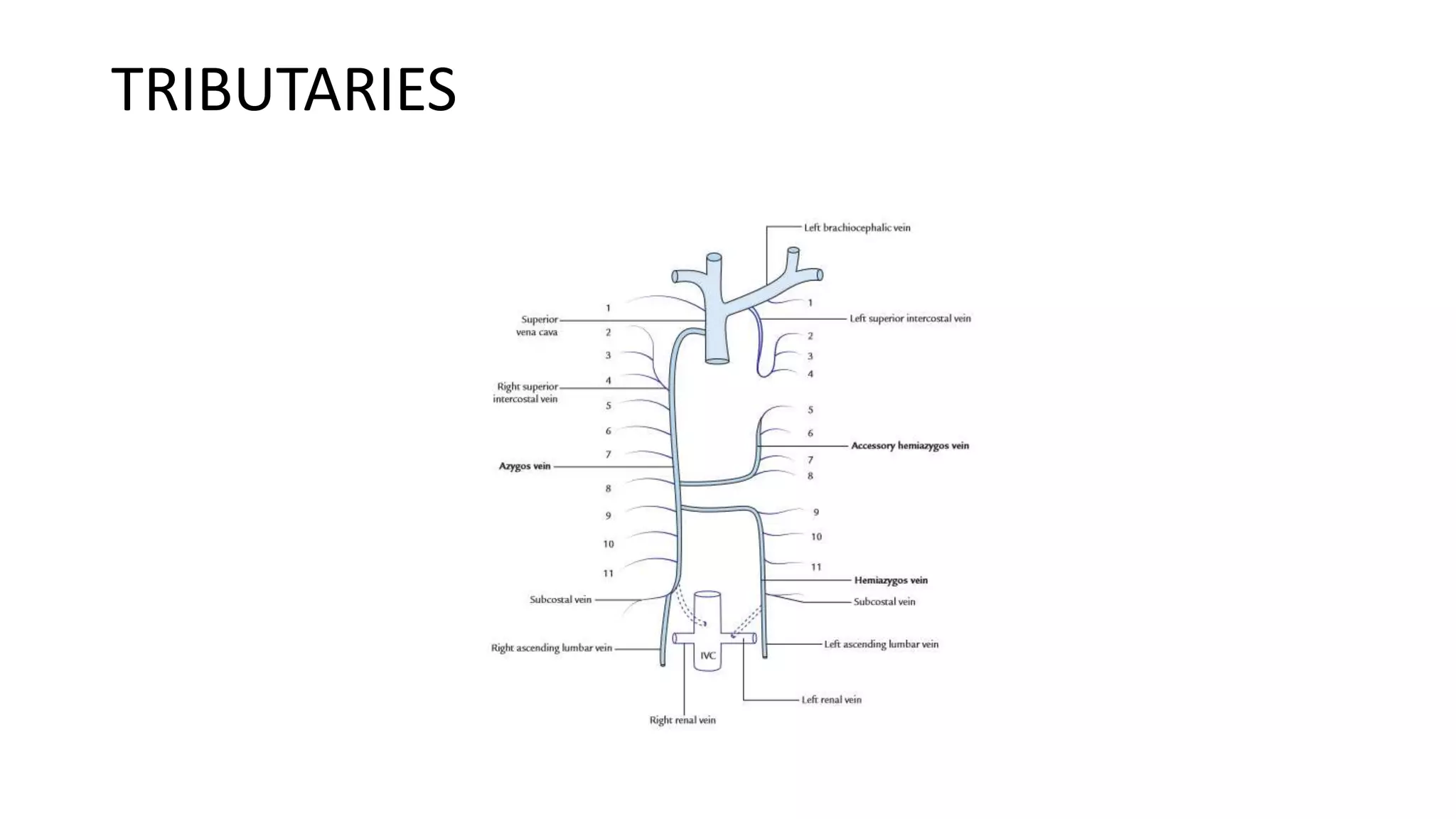 Azygos system | PPTX