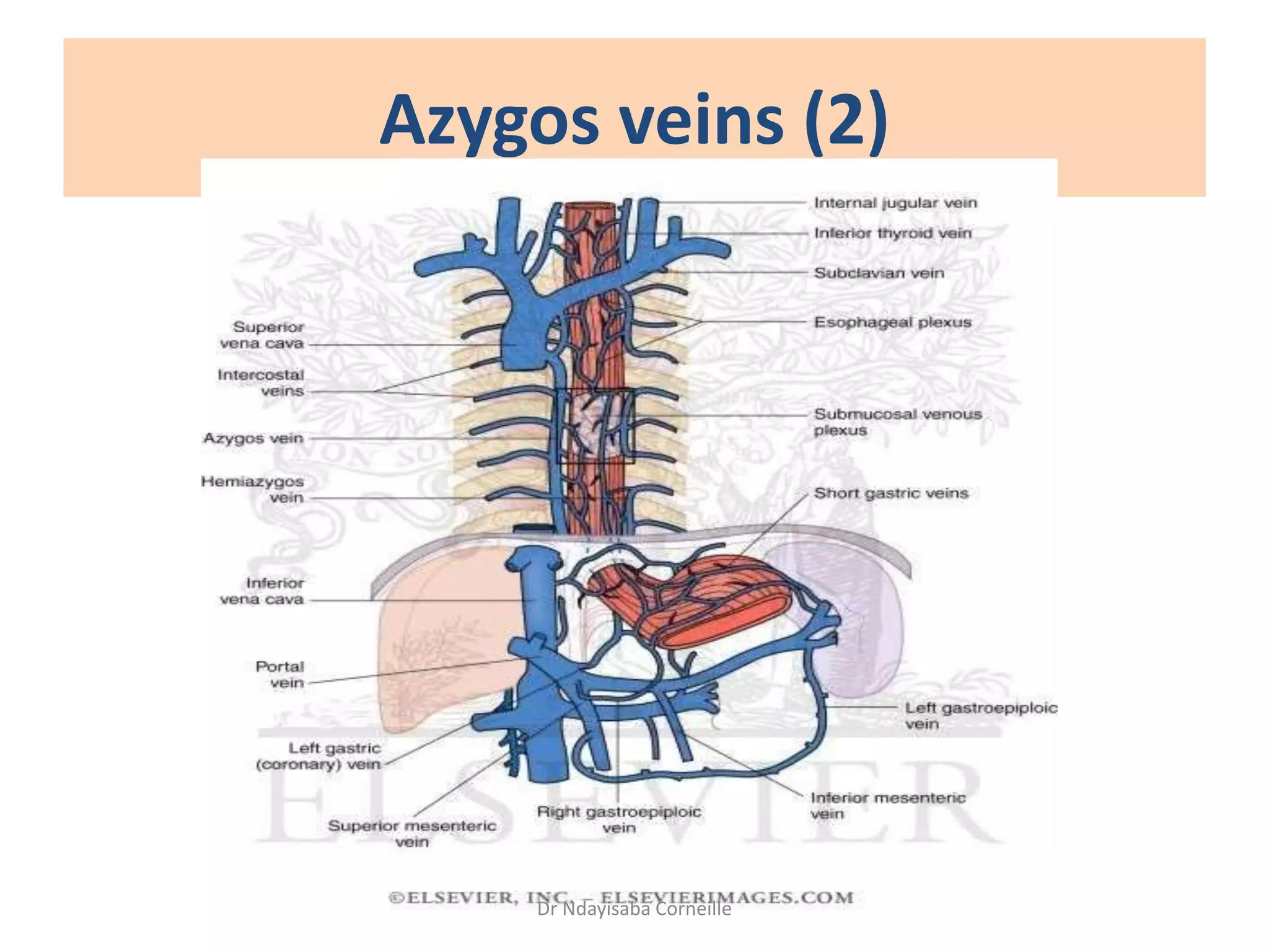 Azygos ,Thoracic duct and Porto-Systemic anastomosis.pptx