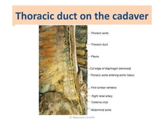 Thoracic Duct Cadaver