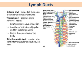 Cisterna Chyli Cadaver