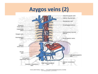 Azygos ,Thoracic duct and Porto-Systemic anastomosis.pptx