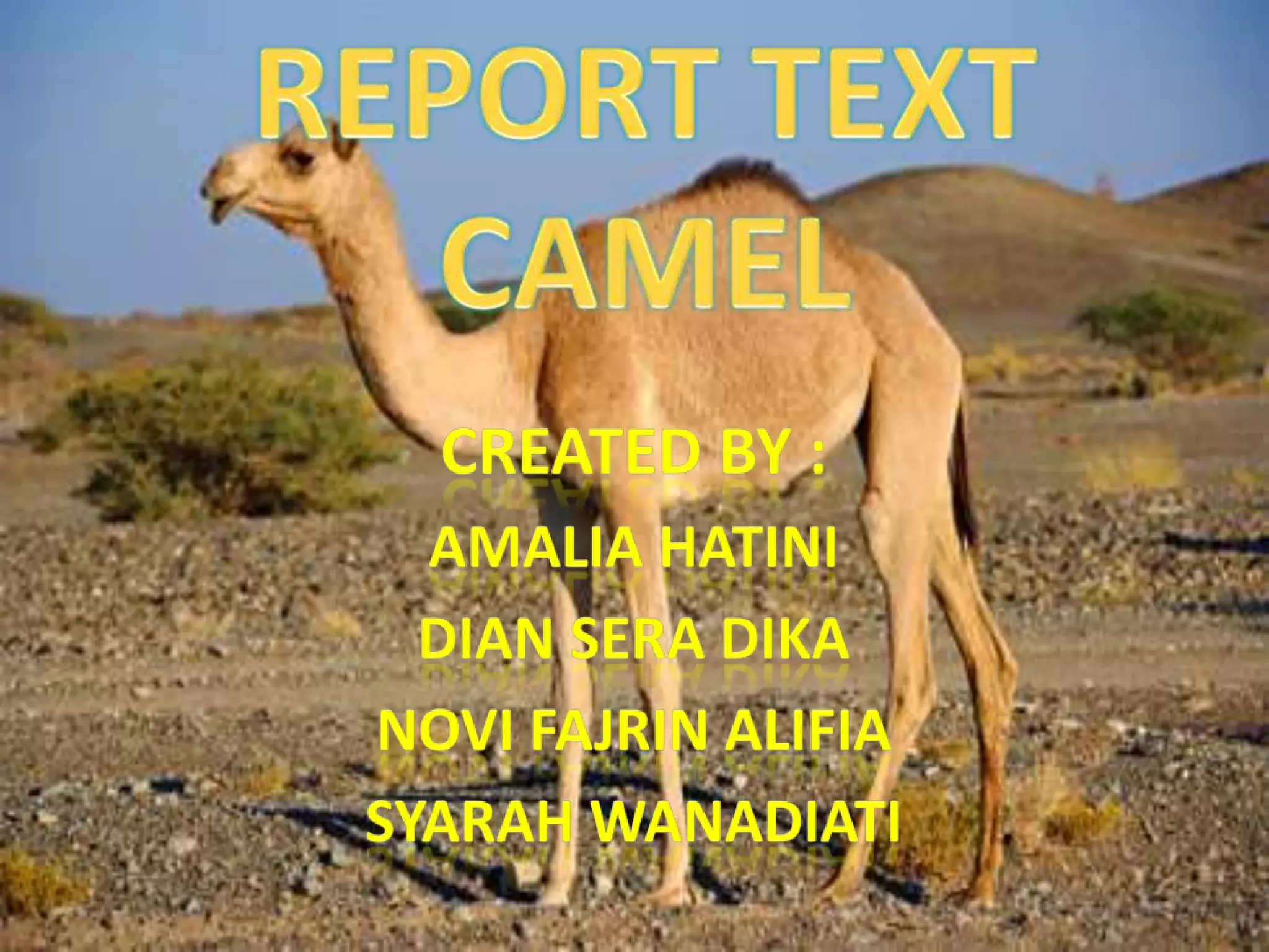THE DROMEDARY CAMEL_TEXT REPORT | PPTX