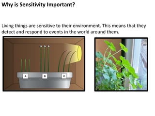 Reproduction, Excretion and Sensitivity - Elementary and Primary ...