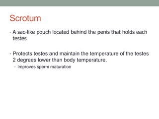 B.1 male & female reproductive anatomy | PPTX