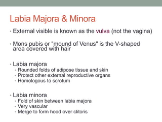 B.1 male & female reproductive anatomy | PPTX