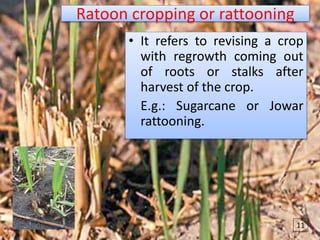 B.sc agri i paam unit 2 crop rotation | PPT