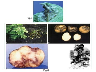 B.sc agriculture i principles of plant pathology u 1.1 introduction to ...