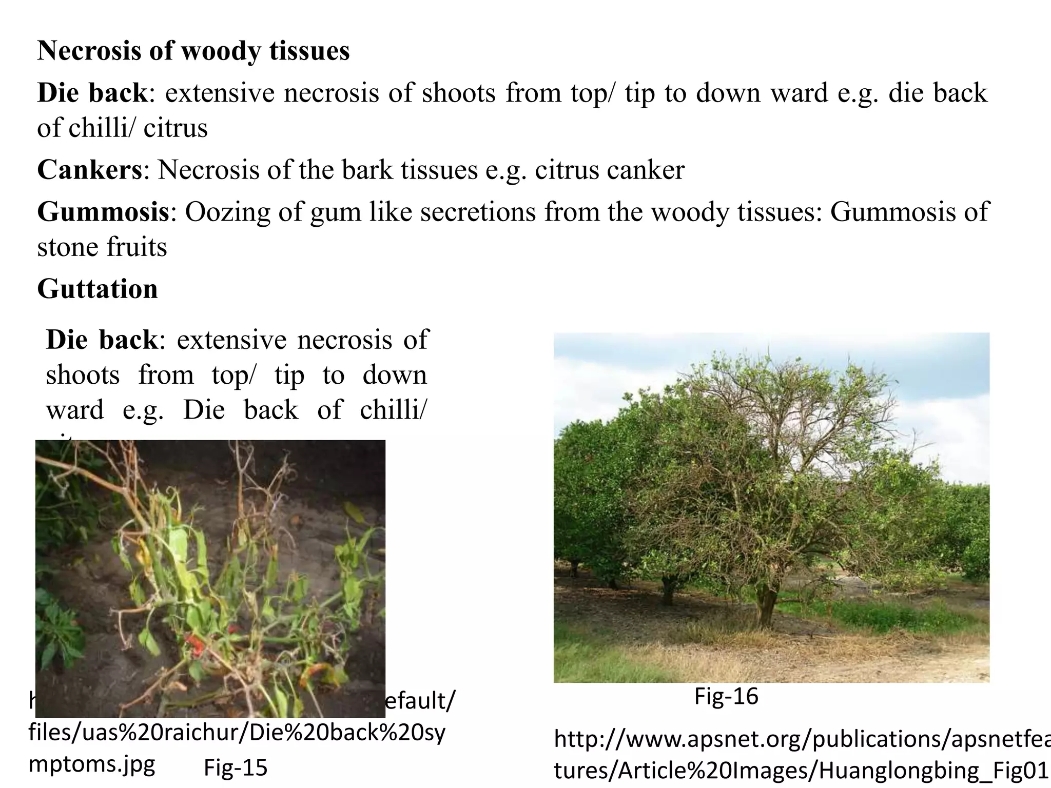 B.sc agriculture i principles of plant pathology u 2 symptoms, signs ...