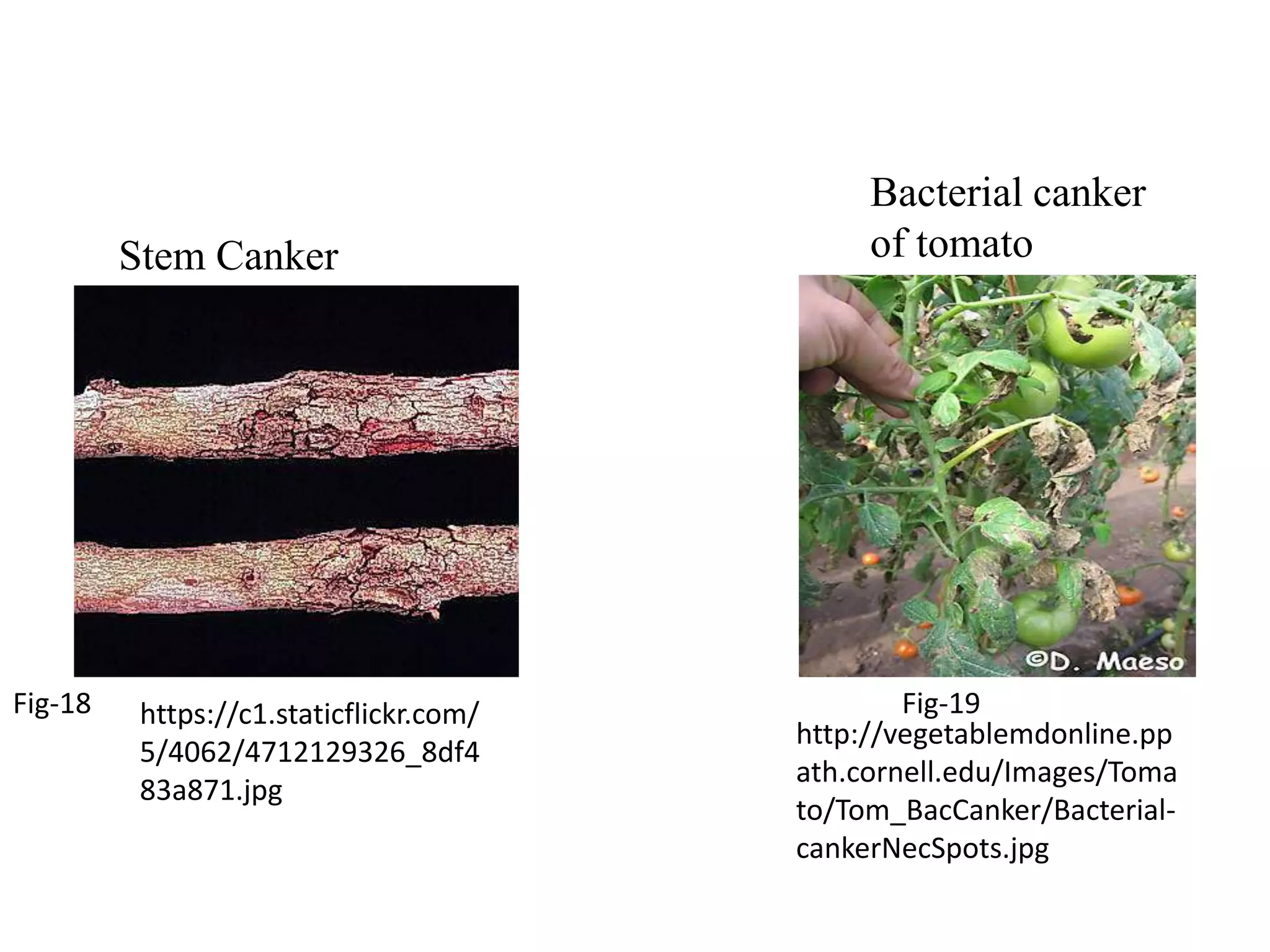 B.sc agriculture i principles of plant pathology u 2 symptoms, signs ...