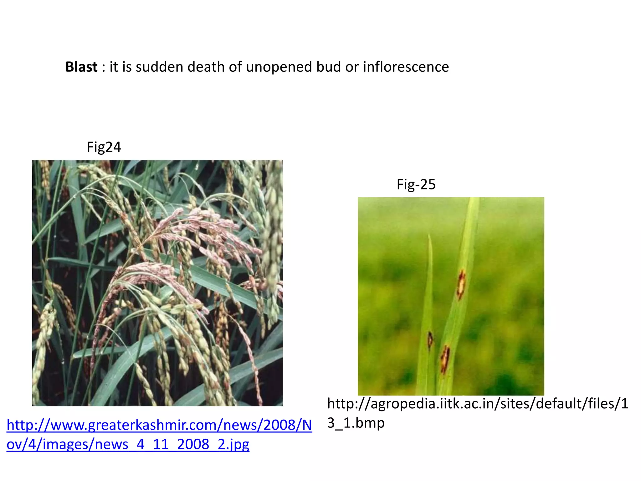 B.sc agriculture i principles of plant pathology u 2 symptoms, signs ...