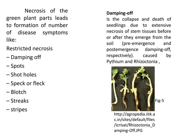 B.sc agriculture i principles of plant pathology u 2 symptoms, signs ...