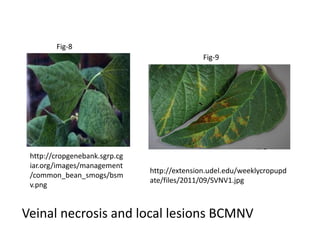 B.sc agriculture i principles of plant pathology u 2 symptoms, signs ...