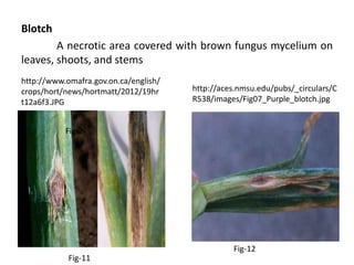 B.sc agriculture i principles of plant pathology u 2 symptoms, signs ...
