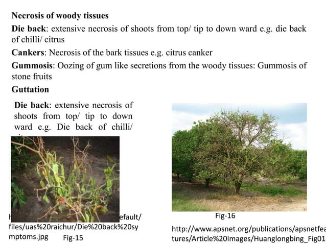 B.sc agriculture i principles of plant pathology u 2 symptoms, signs ...