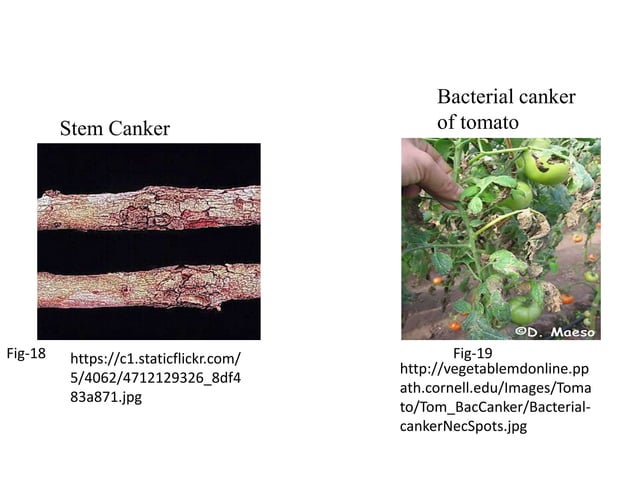 B.sc agriculture i principles of plant pathology u 2 symptoms, signs ...