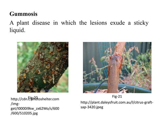B.sc agriculture i principles of plant pathology u 2 symptoms, signs ...