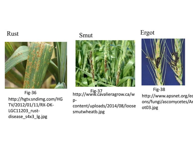 B.sc agriculture i principles of plant pathology u 2 symptoms, signs ...