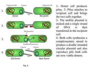 B.sc agriculture i principles of plant pathology u 3 prokaryotes | PPTX