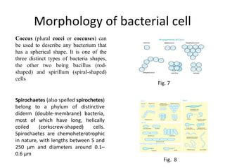 B.sc agriculture i principles of plant pathology u 3 prokaryotes | PPTX ...