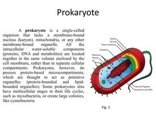 B.sc agriculture i principles of plant pathology u 3 prokaryotes | PPTX ...