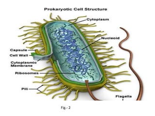 B.sc agriculture i principles of plant pathology u 3 prokaryotes | PPTX