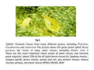B.sc agriculture i principles of plant pathology u 4 viruses, viroids ...