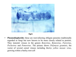 B.sc agriculture i principles of plant pathology u 4 viruses, viroids ...