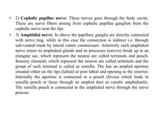 B.sc agriculture i principles of plant pathology u 5.2 nematodes | PPT