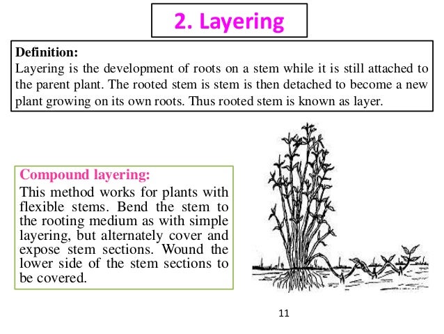 Bsc Agri I Po H Unit 2 Method Of Plant Propagation And Planning Orc