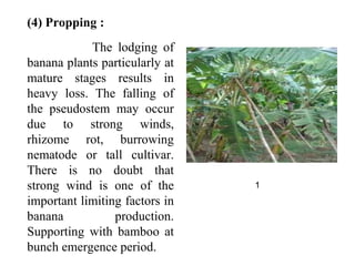 B.sc. agri i po h unit 4.1 cultivation practices of banana | PPT ...