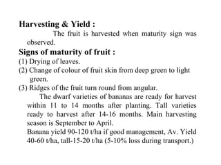B.sc. agri i po h unit 4.1 cultivation practices of banana | PPT ...