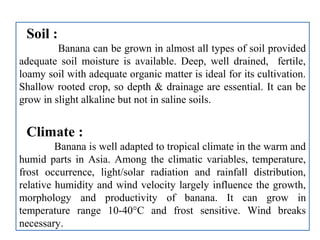 B.sc. agri i po h unit 4.1 cultivation practices of banana | PPT | Gardening | Home & Garden