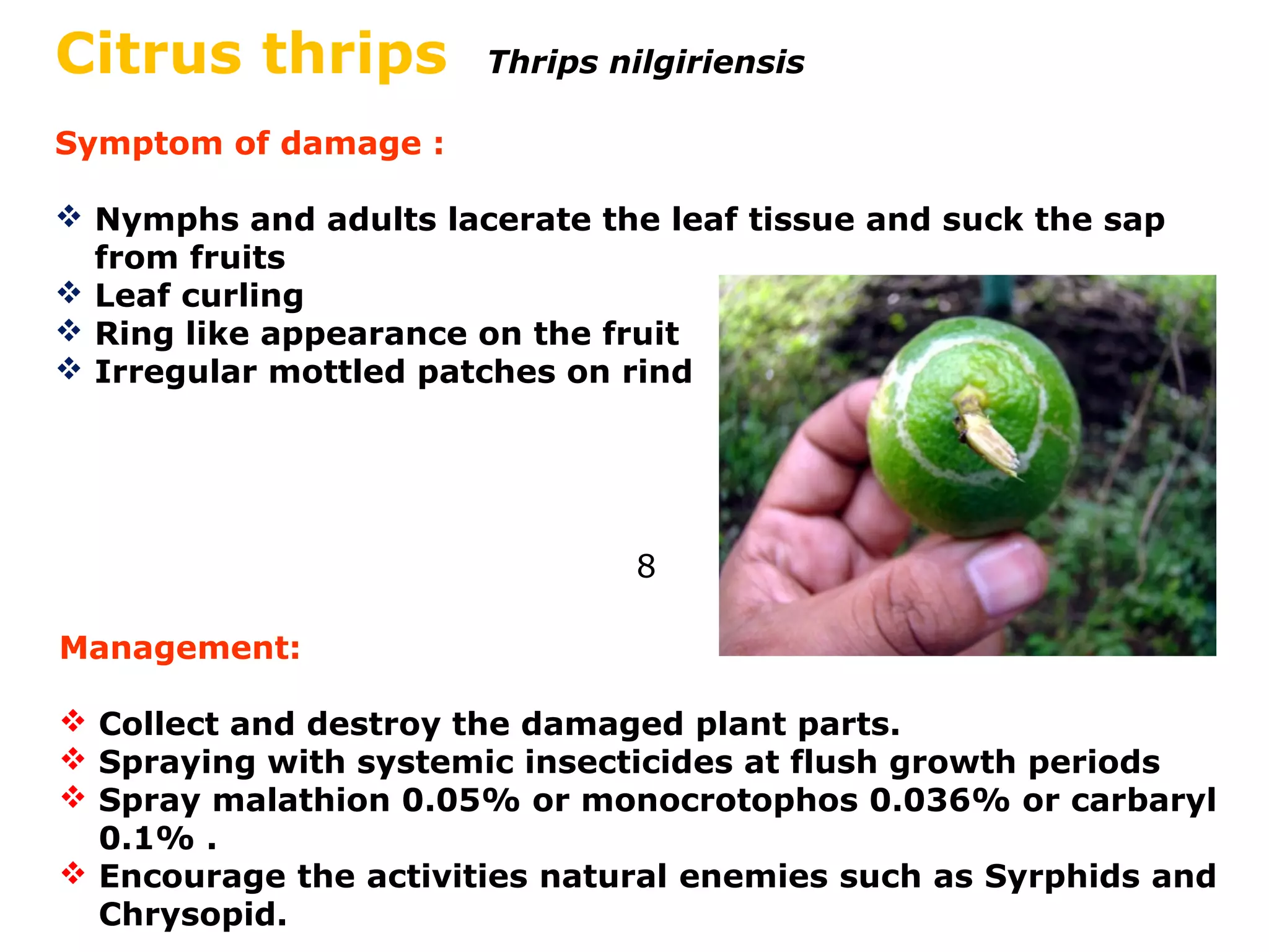 B.sc. agri i po h unit 4.2 cultivation practices of citrus | PPT