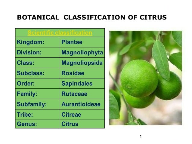 B.sc. agri i po h unit 4.2 cultivation practices of citrus