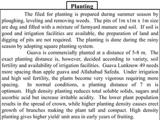 B.sc. agri i po h unit 4.4 cultivation practices of guava | PPTX