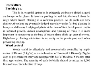 B.sc. agri i po h unit 5.6 cultivation practices of pineapple | PPT
