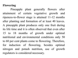 B.sc. agri i po h unit 5.6 cultivation practices of pineapple | PPT