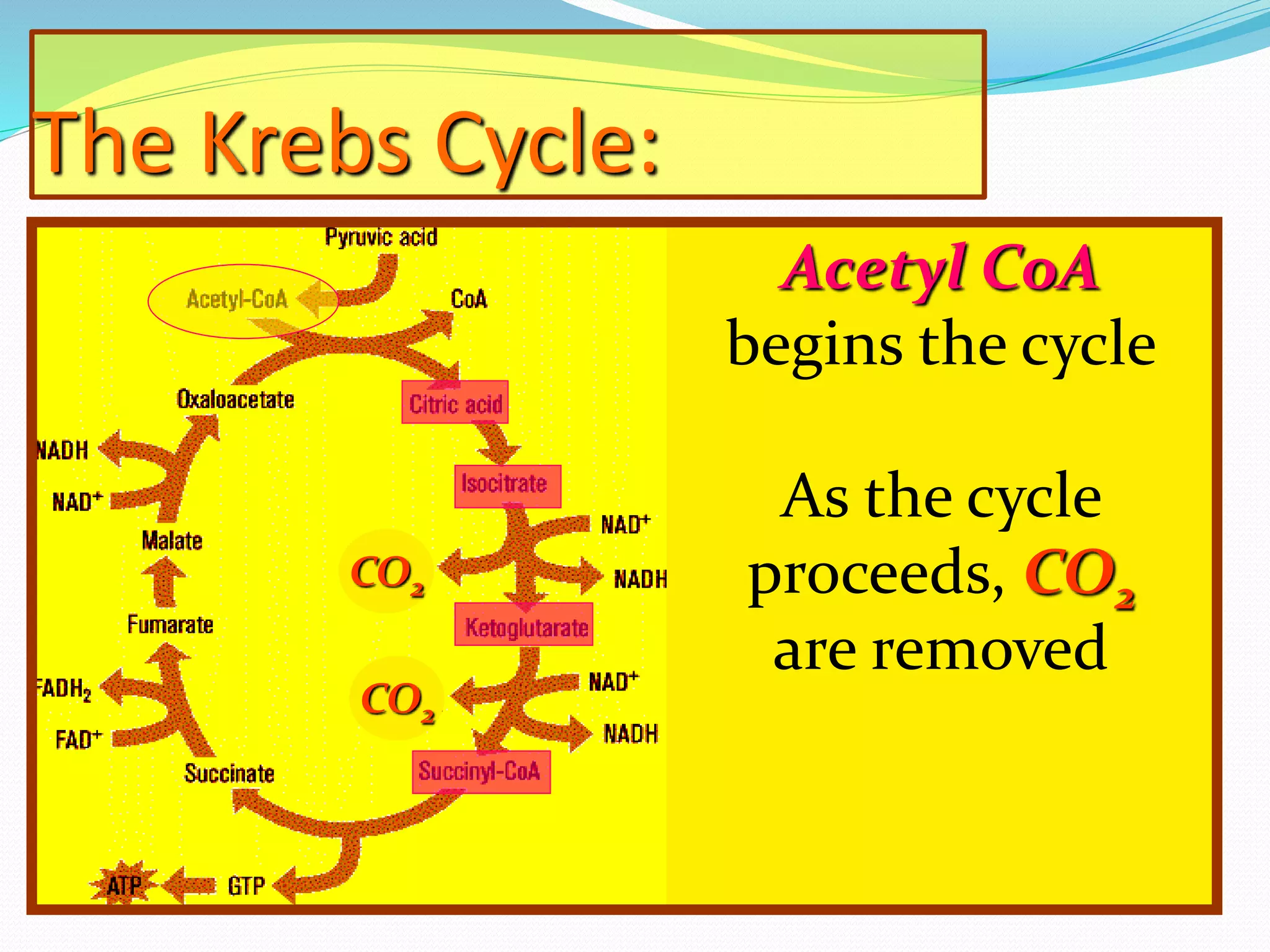 B.sc. biochemistry sem 1 introduction to biochemistry unit 4 metabolism ...