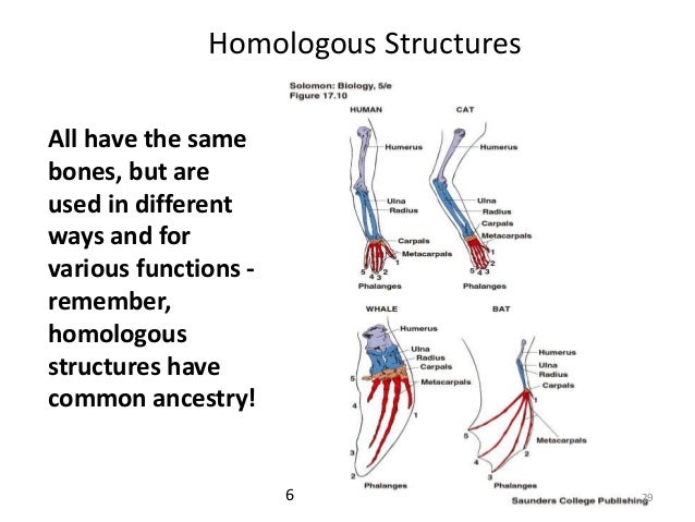 Download free homologous structures - kjlkjmighty